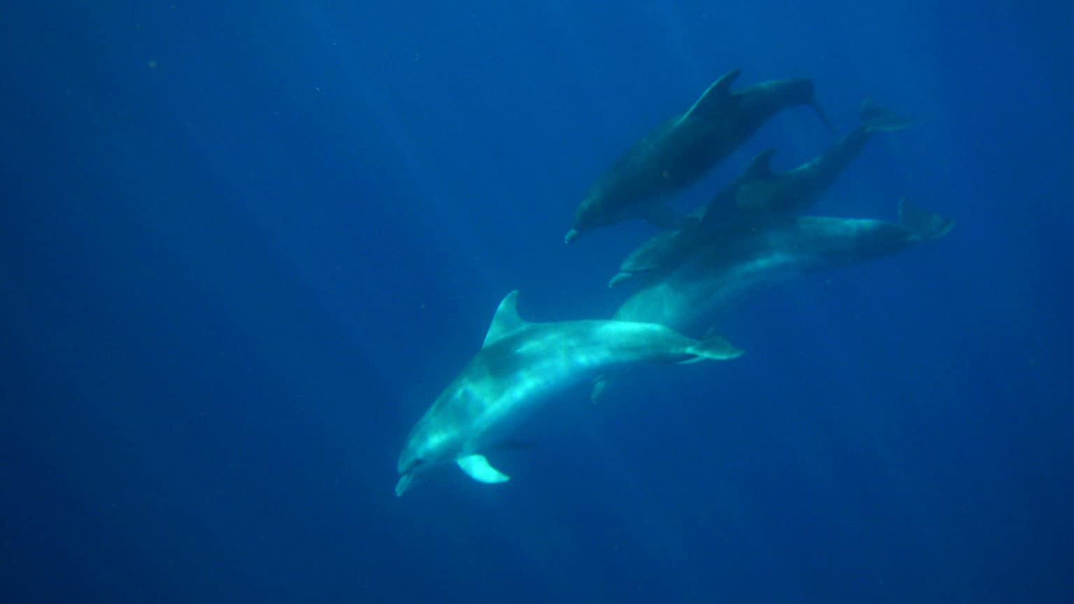 Snorkel with wild Dolphins (or Tuna school), 2024 - Boat & Scuba tours